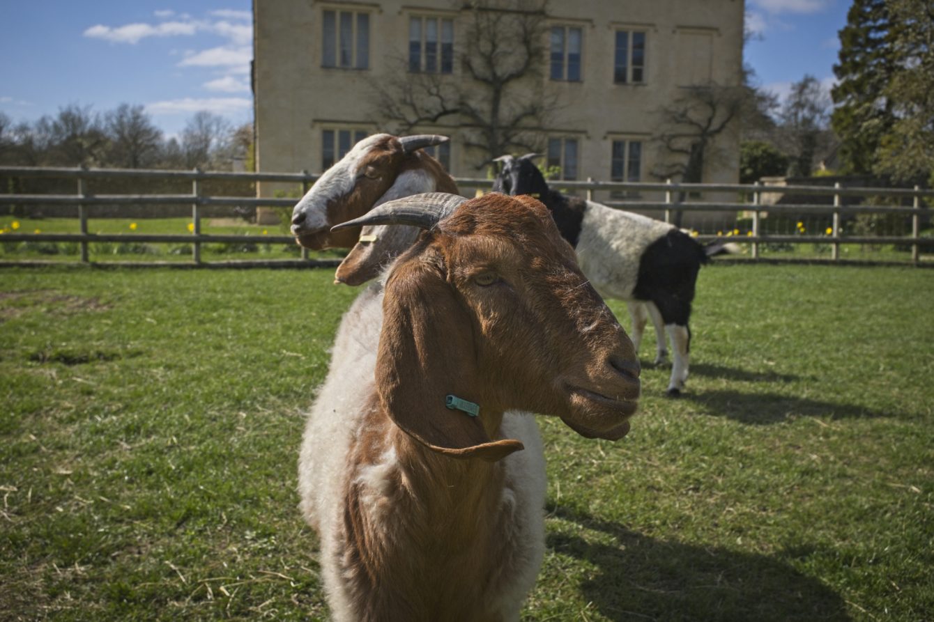 Cogges Manor Farm | Experience Oxfordshire