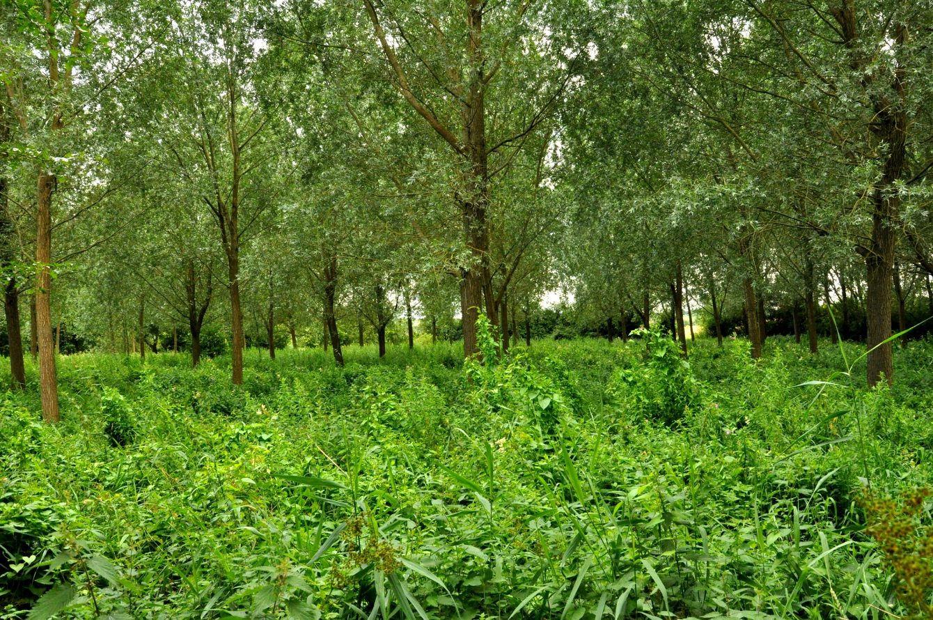 Community Woodland Project Gains Ground in Bicester – Experience ...