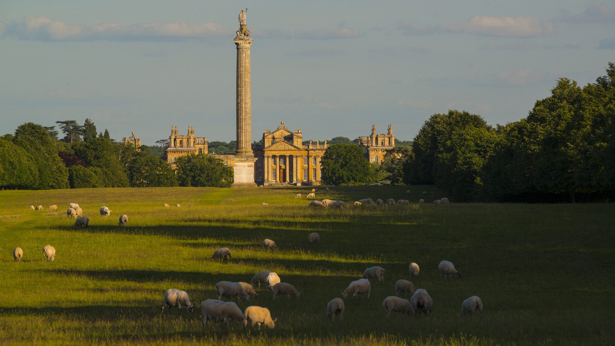 Blenheim Estate Offering "Dream" Role for Shepherd – Experience Oxfordshire