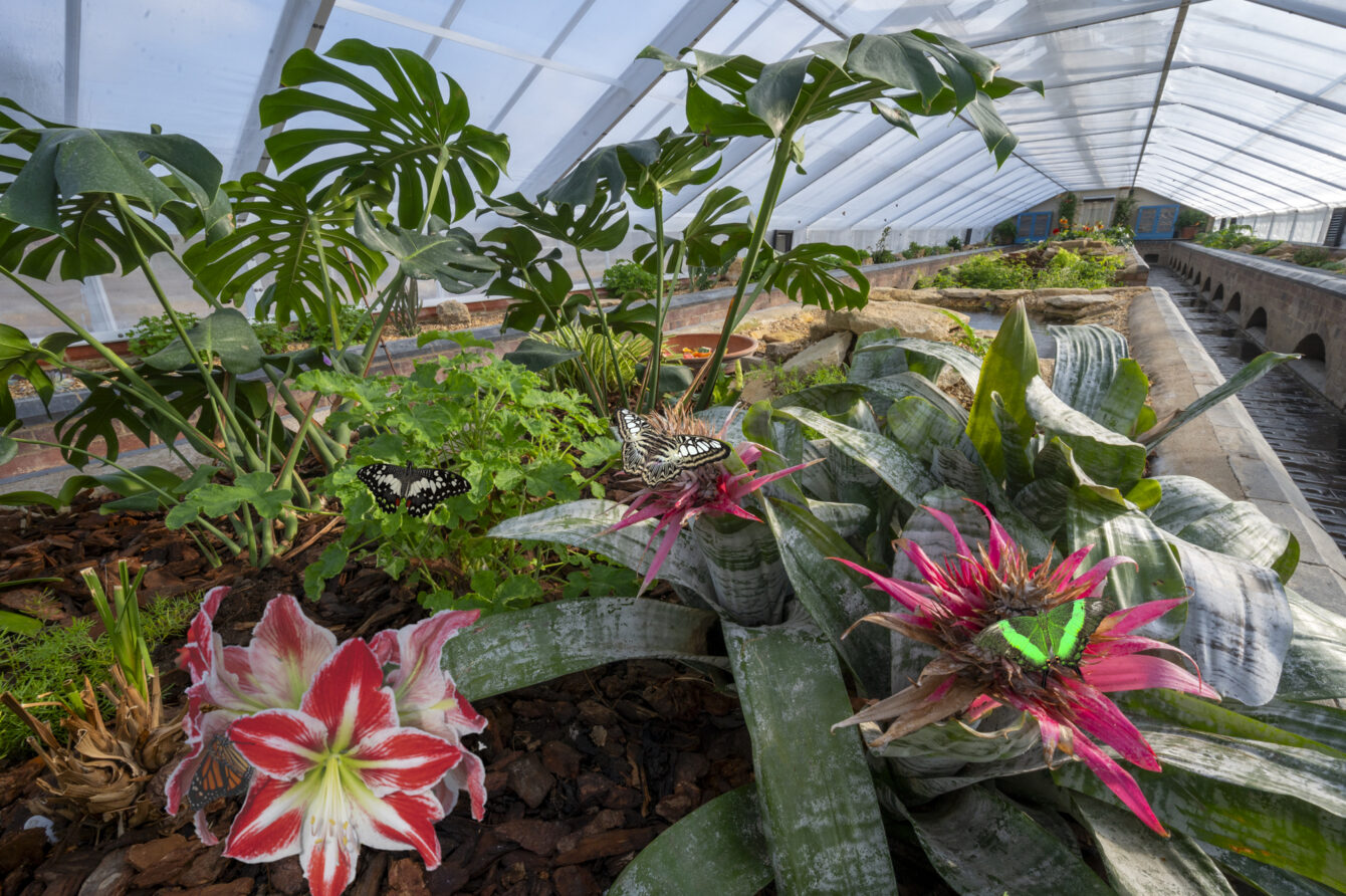 Blenheim Palace unveils new-look Butterfly House – Experience Oxfordshire